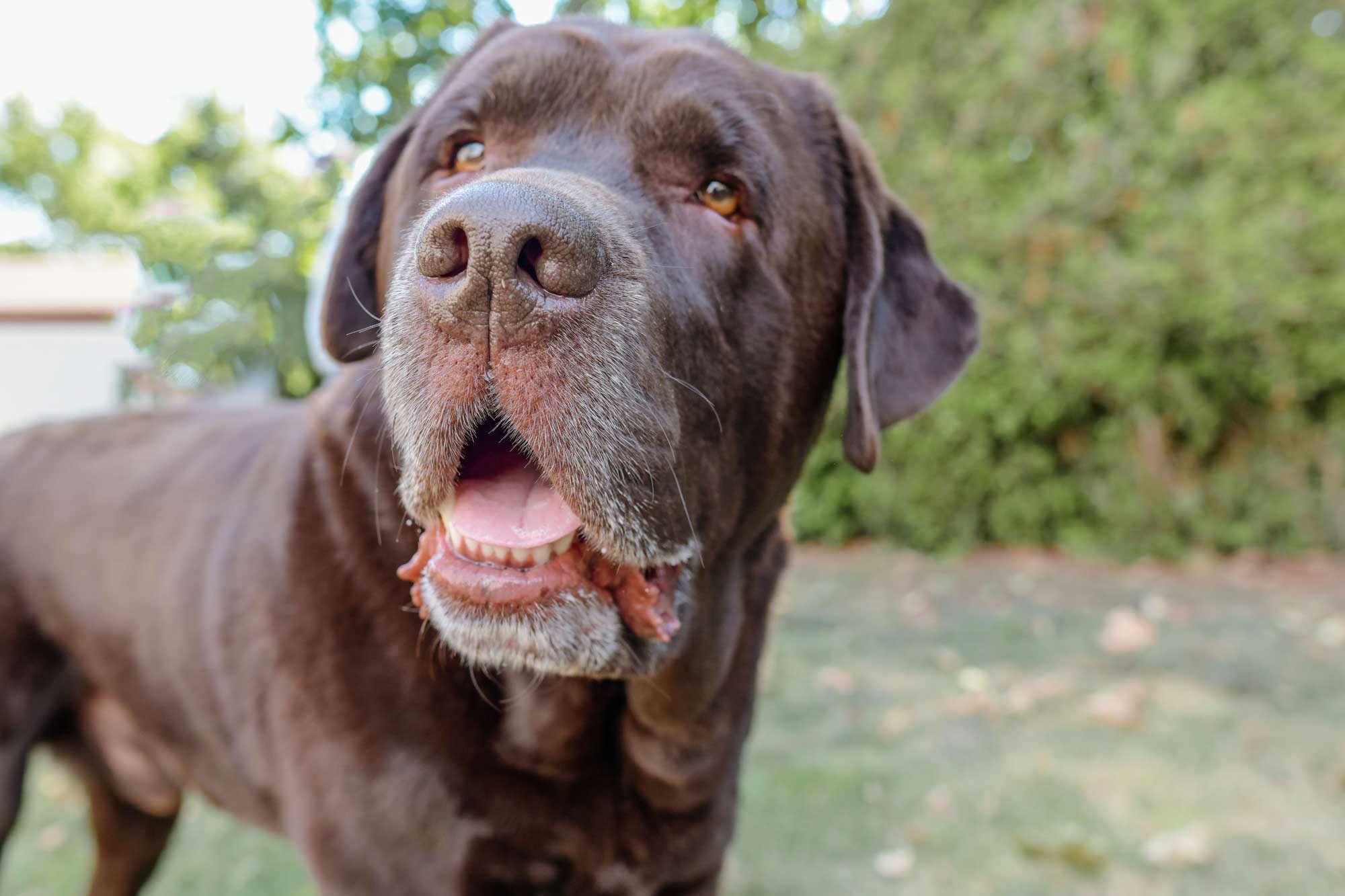 The Dog Nose - RI Pet Photographer